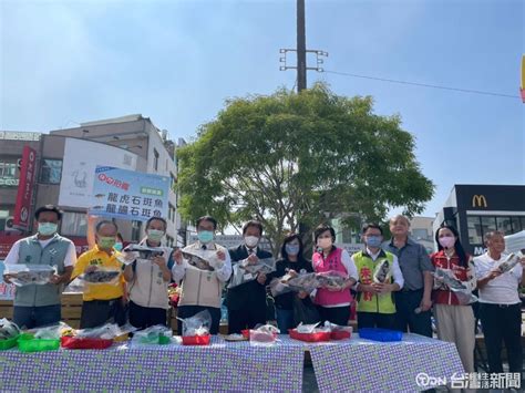 永康農會力挺國產石斑 買一送一超殺優惠 鑫傳國際多媒體科技股份有限公司 Tdn台灣生活新聞