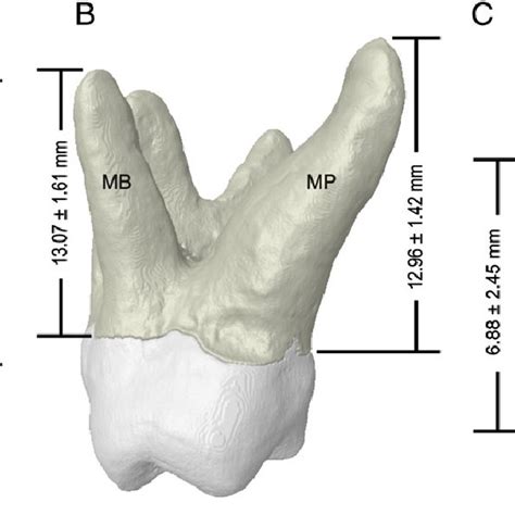 Pdf Root And Root Canal Morphology Of Four Rooted Maxillary Second