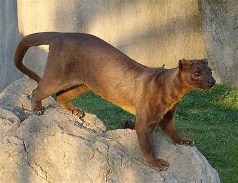 Fossa Life Expectancy