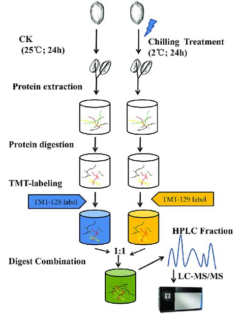 Overview Of The Quantitative Proteomics Analysis Conducted In This Study Download Scientific