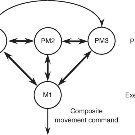 Cortical motor areas M ¼ primary motor cortex PM ¼ premotor area Download Scientific