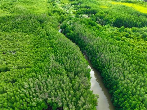 Lush Green Mangrove Forest Carbon Sequestration And Blue Carbon