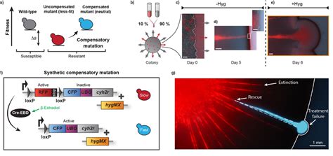 Tracking Evolutionary Rescue Dynamics Via Synthetic Compensatory Download Scientific Diagram