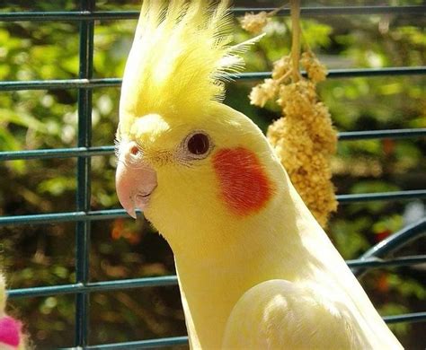 Pin By Cristina On Ninfas Cockatiel Care Breeding Cockatiels Parrot