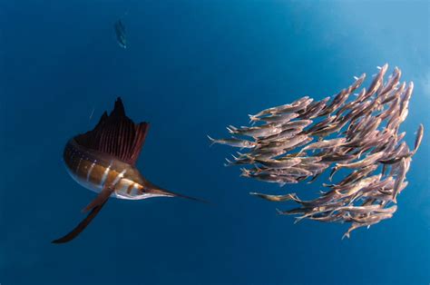 The Sailfish Is The Fastest Fish In The World Ocean Conservancy