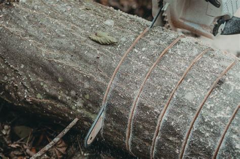 Tree Trunk Marked Tree For Cutting Stock Image Image Of Business Male
