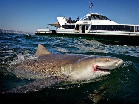 The Secret Sex Life Of Bull Sharks Daily Telegraph