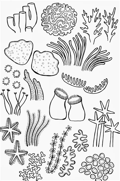 Easy To Draw Coral Reef Drawing Tips Guide