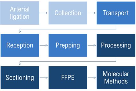 Tips And Tricks To Optimize Your Tissue Processing