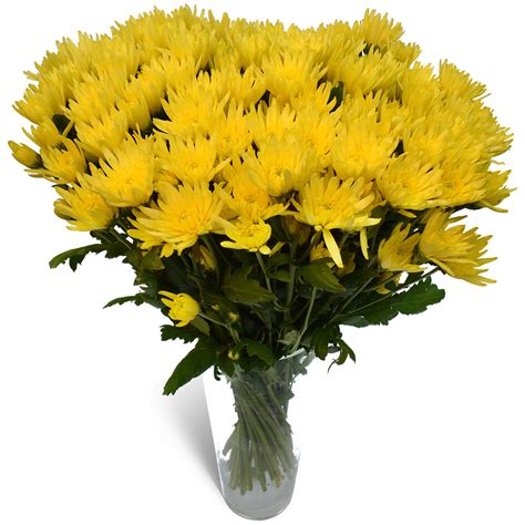 Yellow Chrysanthemums Flower Bouquet Greater Cape Town Delivery