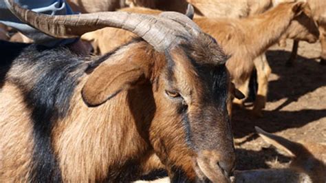 Su Majestad El Chivo Gastro Ocio Y Cultura Cadena Ser