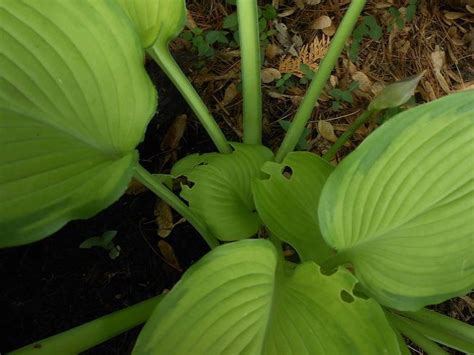 Holes In Hosta Leaves Identifying The Culprit