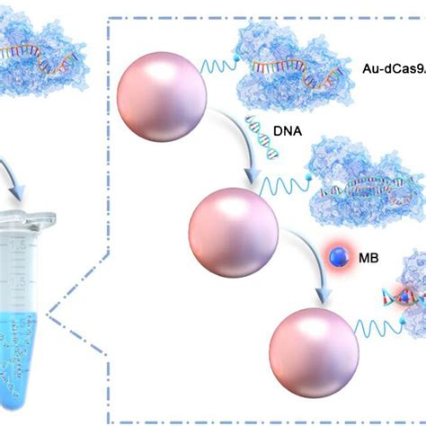 Binding Of Au Dcas9 Sgrna And Detection Of Target Gene Sequences By Sers Download Scientific