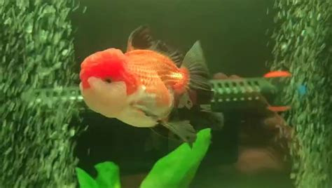 똥깡아지수족관 열대어 구피 베타 금붕어 새우 거북이 어항 수초 Band