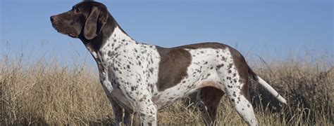 Ariege Pointer Breed Guide Learn About The Ariege Pointer