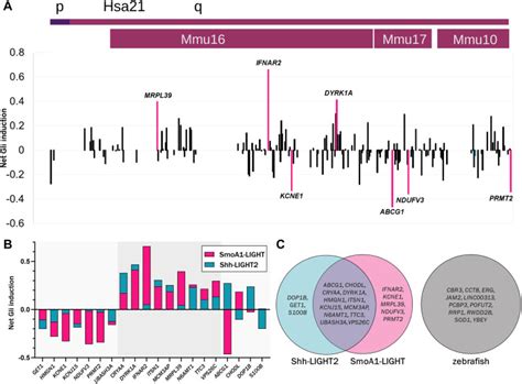 Overexpression Screen Of Chromosome 21 Genes Reveals Modulators Of