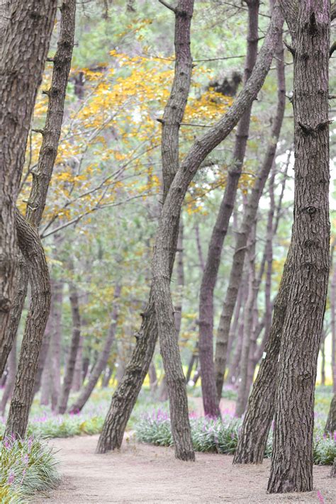 진욱 특집 아주 작은 사진 전시회 민족의 채색 솔아 솔아 푸른 솔아 무심코 지나치면 후회 할지도 모를 우리 팔도강산 사진들 공개 내란으로 멈추었던 아주 작은