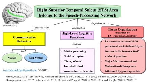 Structure And Function Of The Left Temporal Lobe