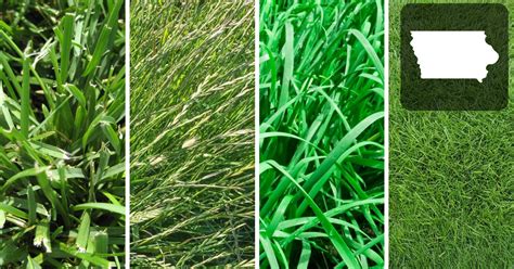 The Best Grass Seed For Iowa Lawns