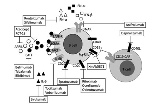 Gambar 4 Target Terapi Sel B Pada Sle 36 Download Scientific Diagram