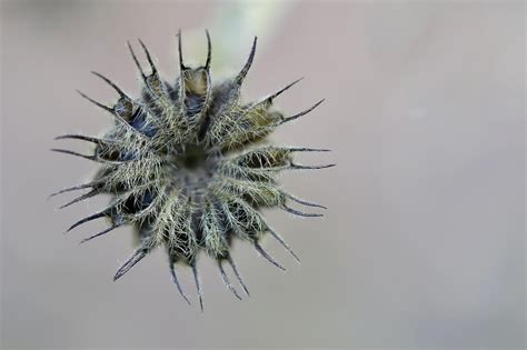 10000 Free Triangular Seed Pods And Seed Pod Images Pixabay