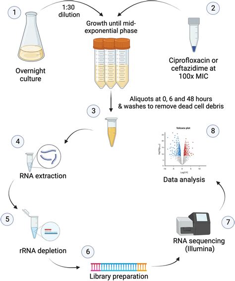 Experimental Procedure For Whole Transcriptome Analysis Of Salmonella Download Scientific
