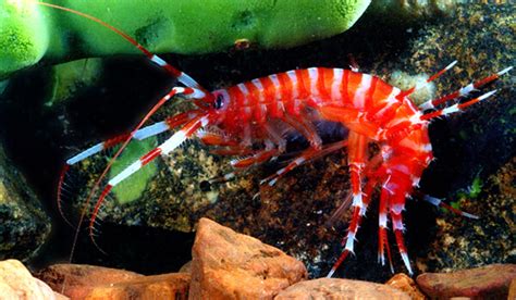 БОКОПЛАВ ᐈ Фото и описание