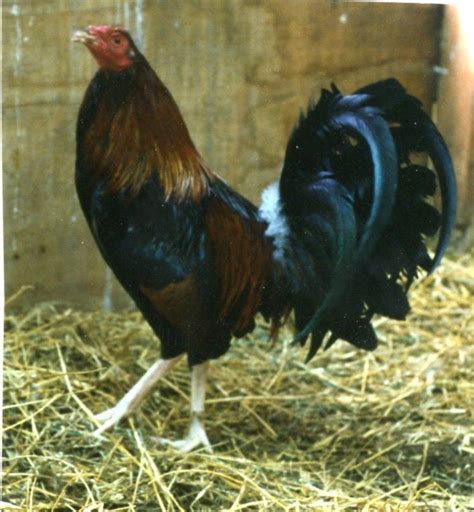 Old English Game Fowl Alchetron The Free Social Encyclopedia