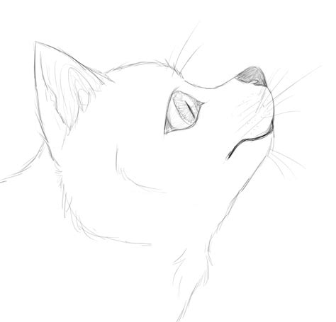 Cat Nose Drawing At Getdrawings Free Download