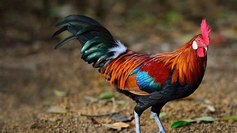 Wallpaper Ayam Hd Unduh Gratis Wallpaperbetter