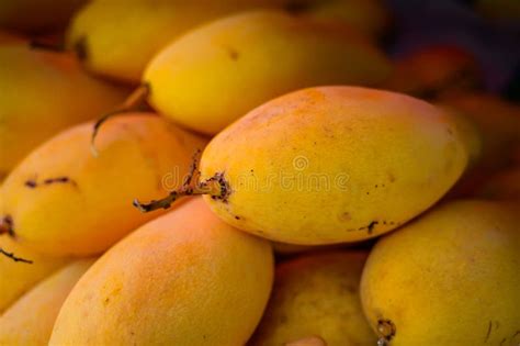 желтые манго на стойке с фруктами в провинции накхон саван Стоковое Изображение изображение