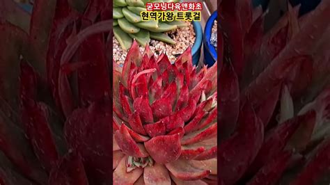 다육이들 물먹이고 한컷 찍어 봤어요 Youtube