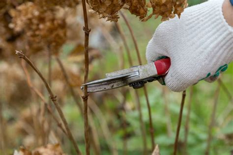 Pruning Hydrangea Paniculata When And How Plantura