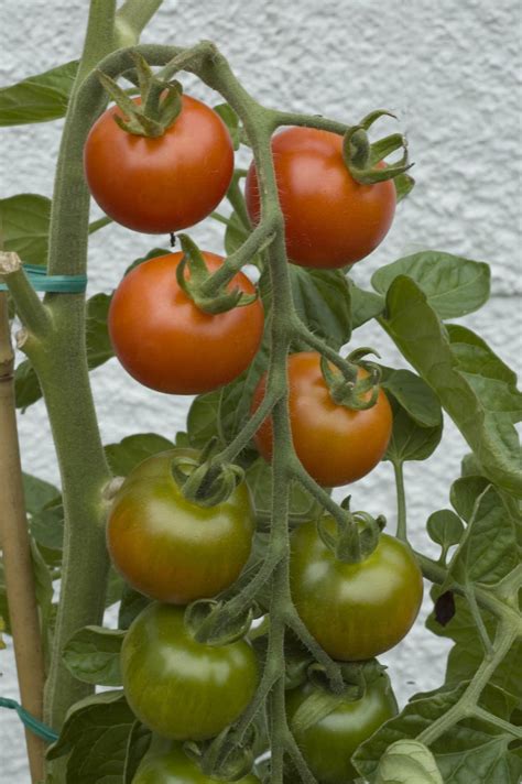 Tomato Ring Culture Fairweathers Garden Centre