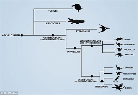 Sea Turtle Evolutionary Tree