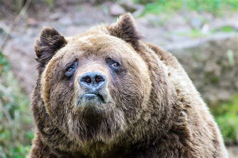 Animals Bears Grizzly Bears Hd Wallpaper Rare Gallery