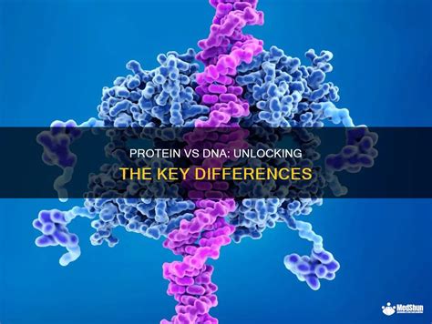 Protein Vs Dna Unlocking The Key Differences MedShun