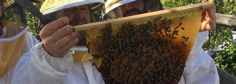 Beekeeping Classes Backyardhive