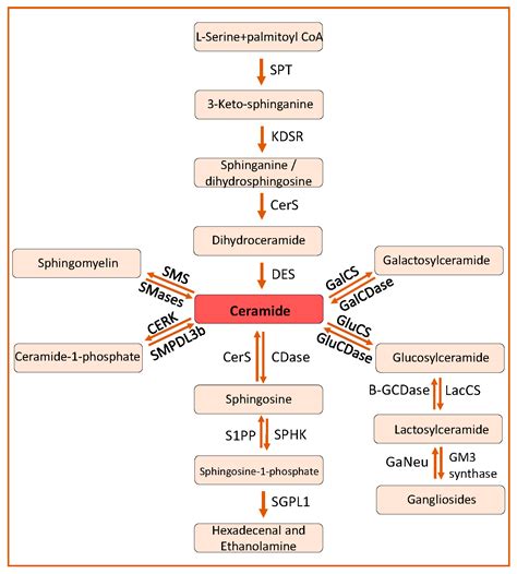 Sphingomyelin Structure