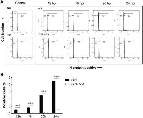 Flow Cytometry Analysis Of Ibv N Positive Cells Cek Cells Were Download Scientific Diagram