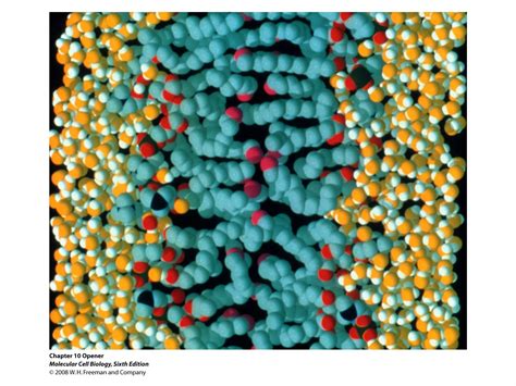 Molecular Cell Biology Lodish 6th Ppt Chapter 10 Biomembrane
