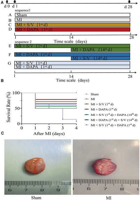 A Experimental Design Representative Scheme Medication Sequences