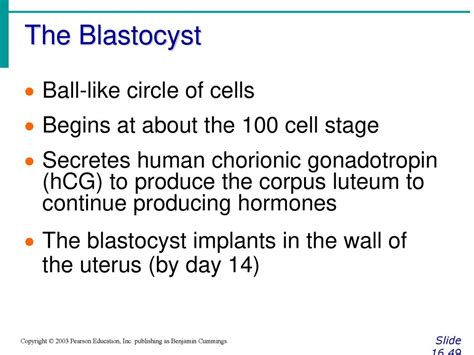 Chapter The Reproductive System Ppt Download