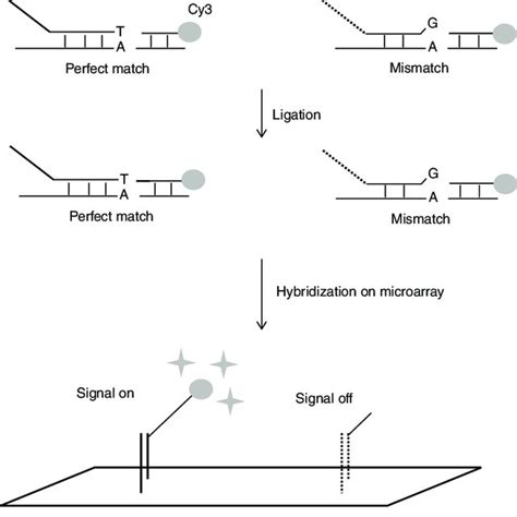 Schematic Representation Of SNP Genotyping By Ligation Based Zip Code Download Scientific