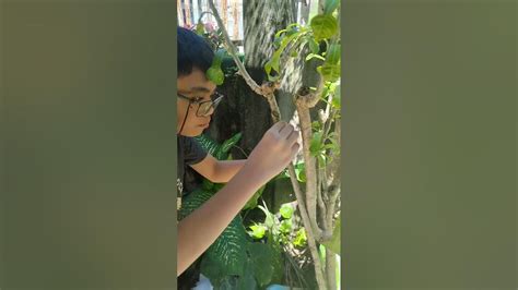 Jps Marcotting Procedure Youtube