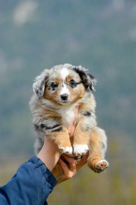 Mini Avstralski Ovčar Miniaturni Ameriški Ovčar