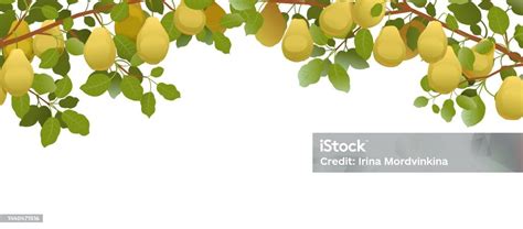 그림 프레임 위에 잘 익은 과일이 있는 나뭇가지 배 식용 수확을 가진 정원 식물 단풍과 나뭇잎이있는 가지 흰색 배경에 격리 벡터 가을에 대한 스톡 벡터 아트 및 기타 이미지