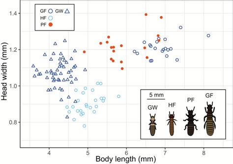 Termite Size Chart Entomology Today
