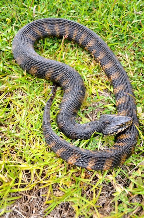 Water Snake Florida Floridas Non Venomous Snakes