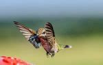 How Fast Do Hummingbirds Flap Their Wings In Mph Hummingbird101